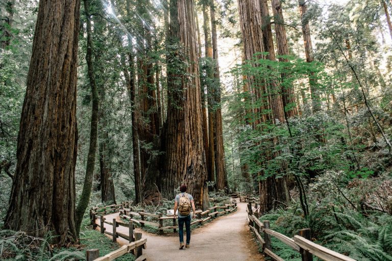 How To Visit Muir Woods: World’s Tallest Trees North of SF – Blog