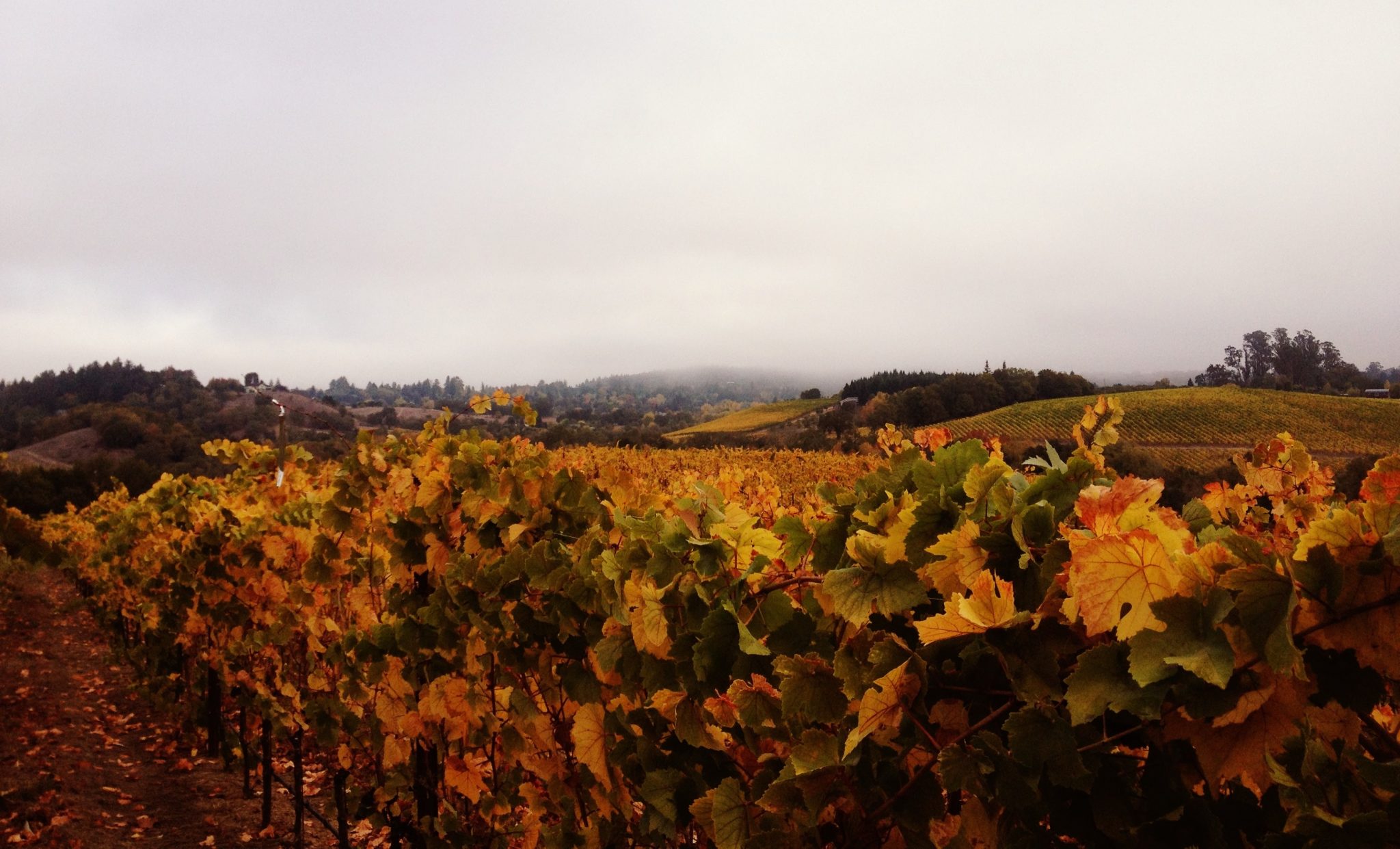 8 Places To See Fall Foliage in and Around San Francisco – Blog