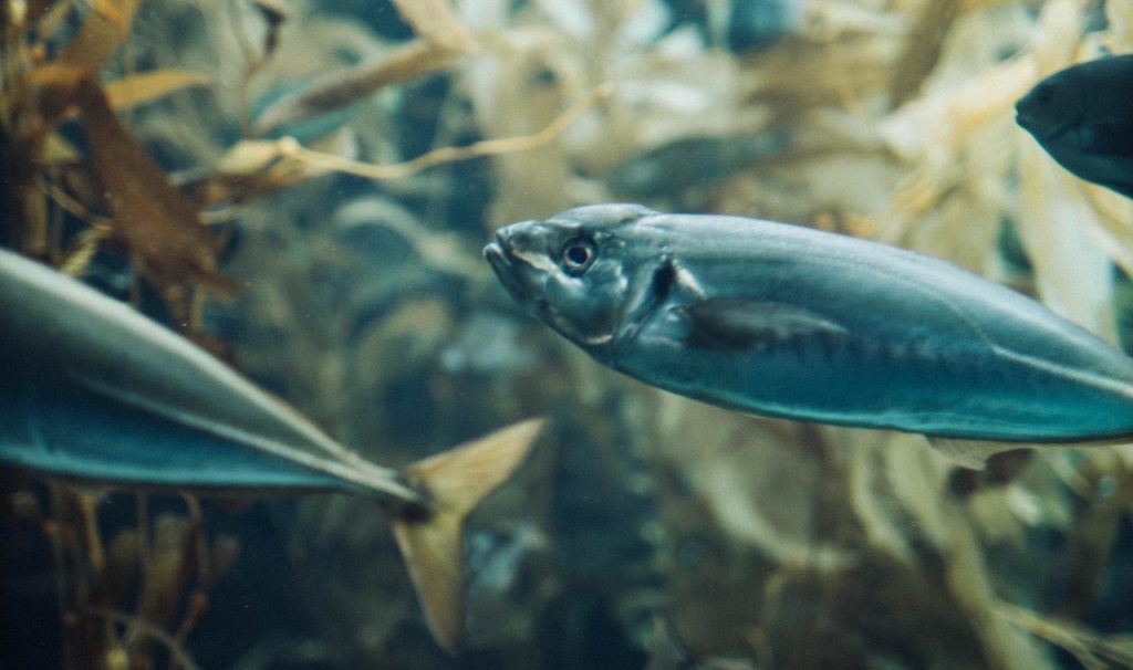 Travel Guide: Birch Aquarium at Scripps Institute of Oceanography – Blog