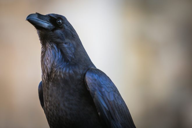 All About the Ravens at the Tower of London – Blog