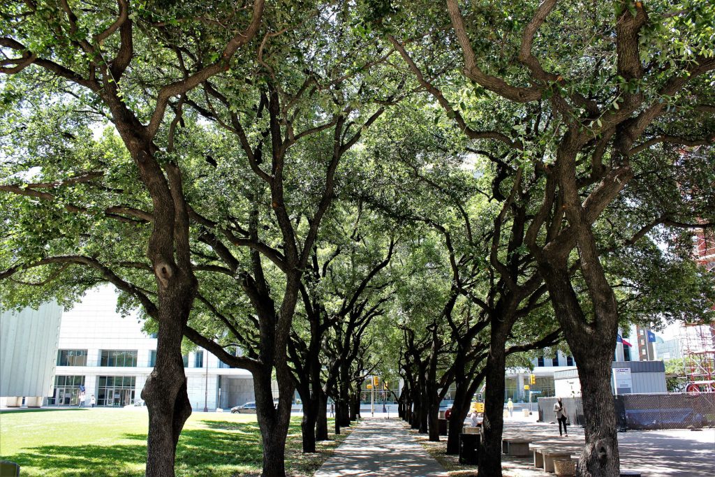 Dallas Highlights Tour – Dallas