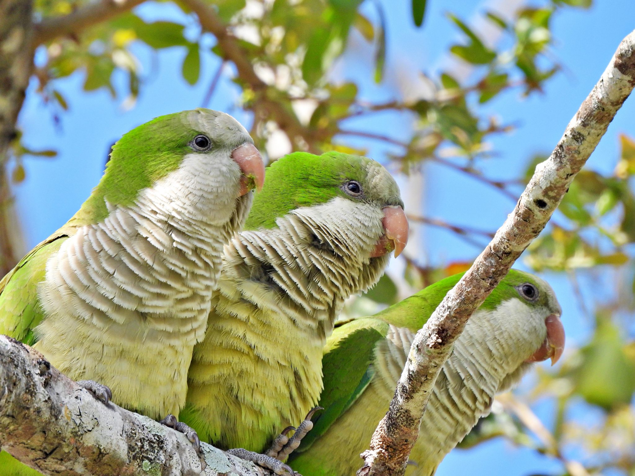Meet the Brooklyn Parrots, NYC’s Famous Wild Birds – Blog