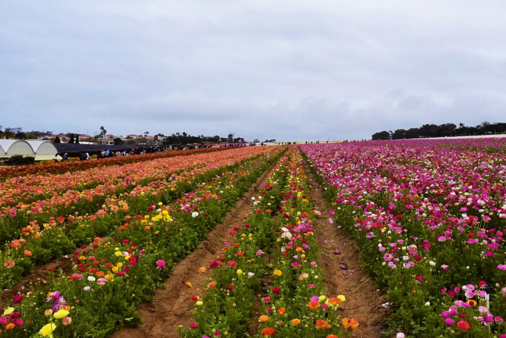 The Flower Fields in Carlsbad: A San Diego Spring Day Trip – Blog