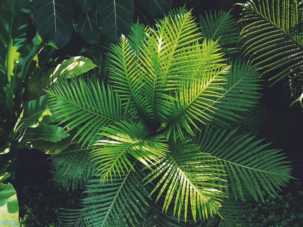 The Complete Guide to Garfield Park Conservatory for Travelers – Blog