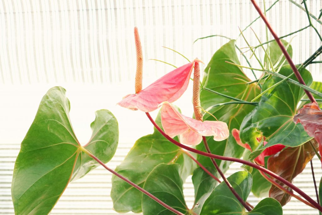 The Complete Guide to Garfield Park Conservatory for Travelers – Blog