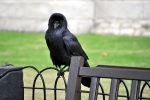 All About the Ravens at the Tower of London – Blog