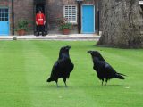 All About the Ravens at the Tower of London – Blog