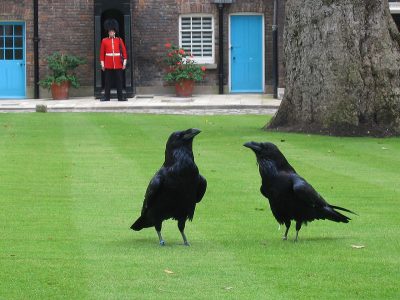 All About the Ravens at the Tower of London – Blog