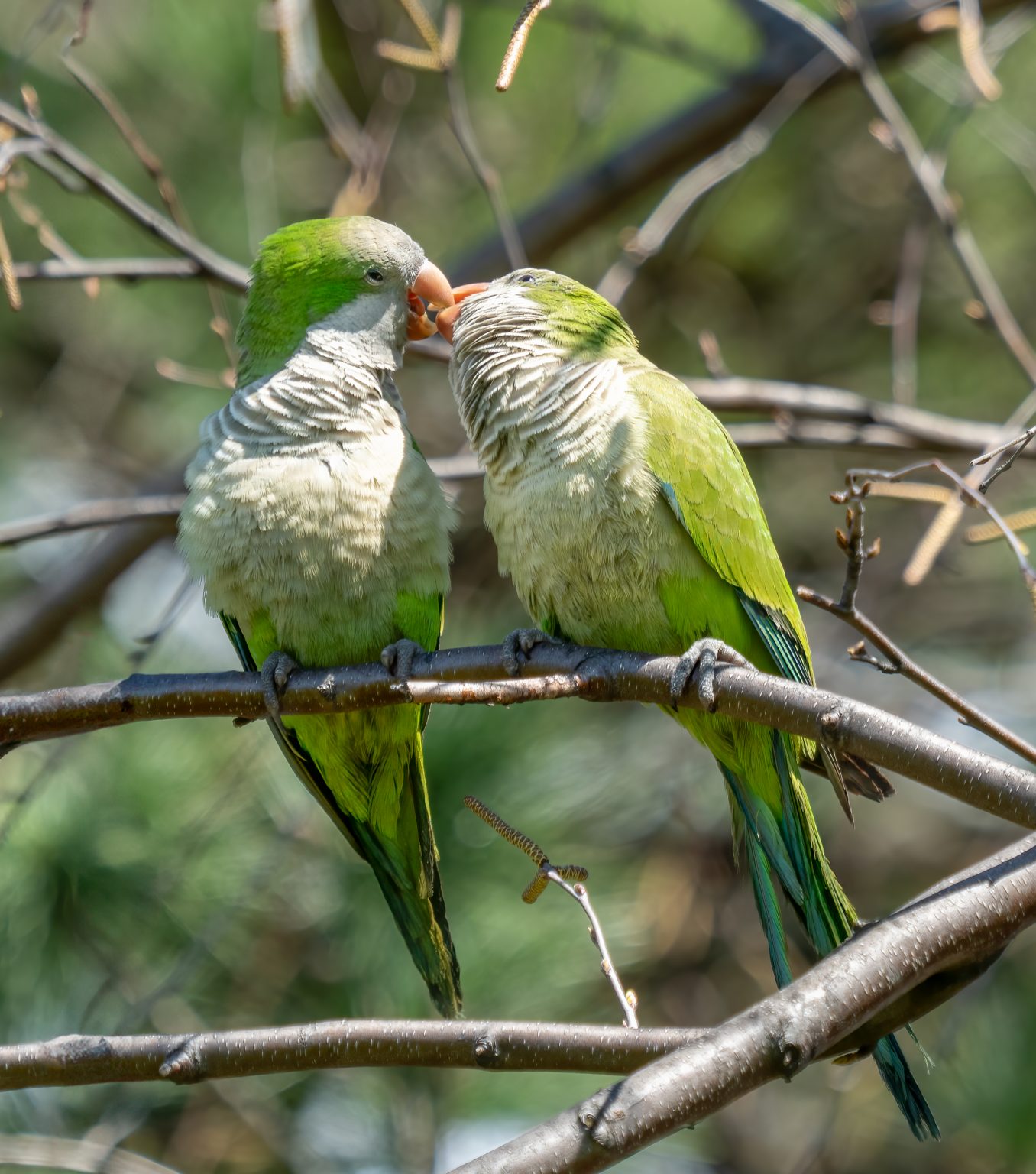 Meet the Brooklyn Parrots, NYC’s Famous Wild Birds – Blog